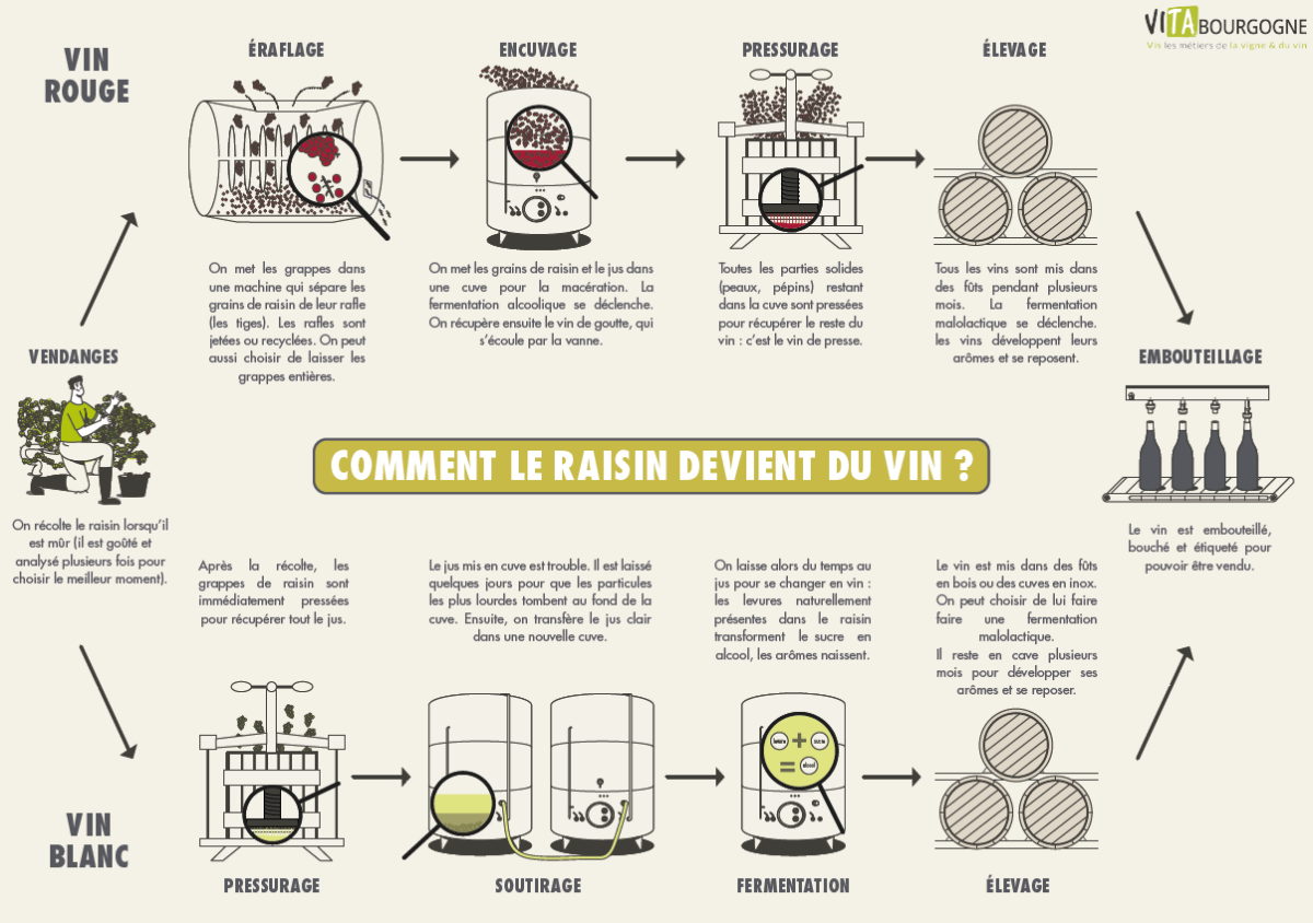 Les étapes de la vinification des vins en Bourgogne